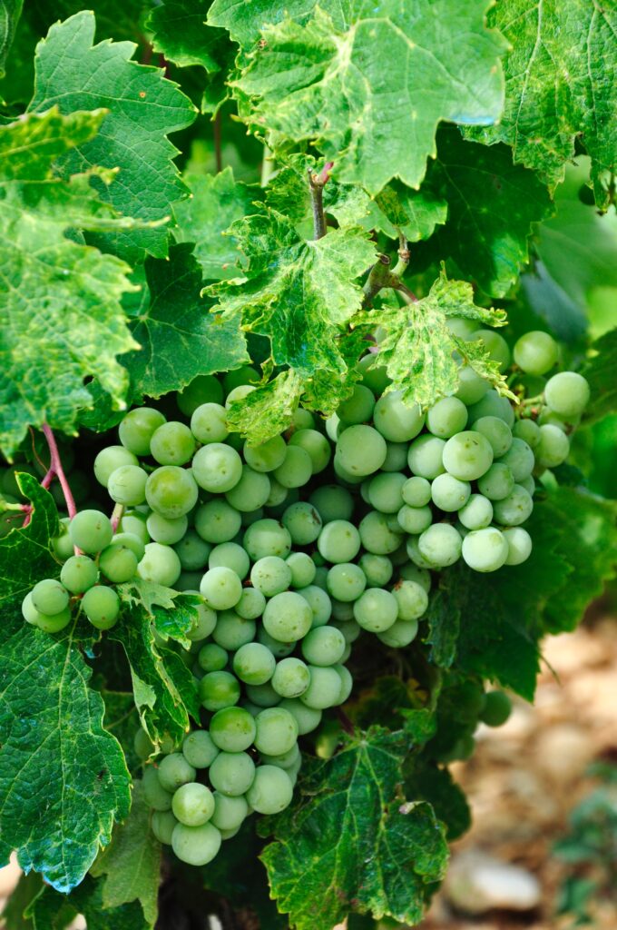 Top 10 white grape varieties & their flavor profiles